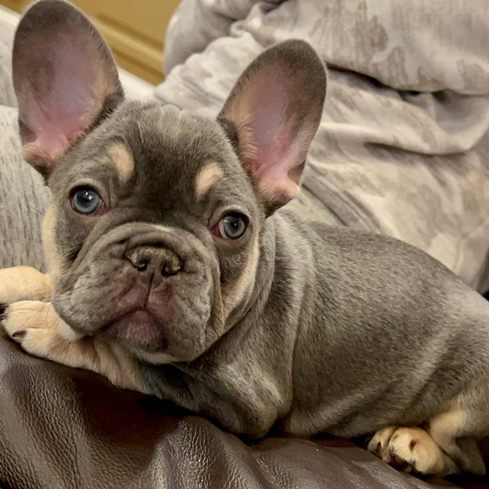French Bulldog Breeders near me Best Frenchie Breeders near me