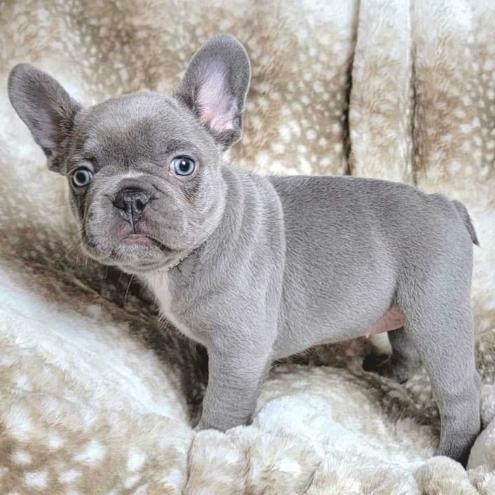 French Bulldog colors Rare Frenchie Color chart Isabella Lilac Blue