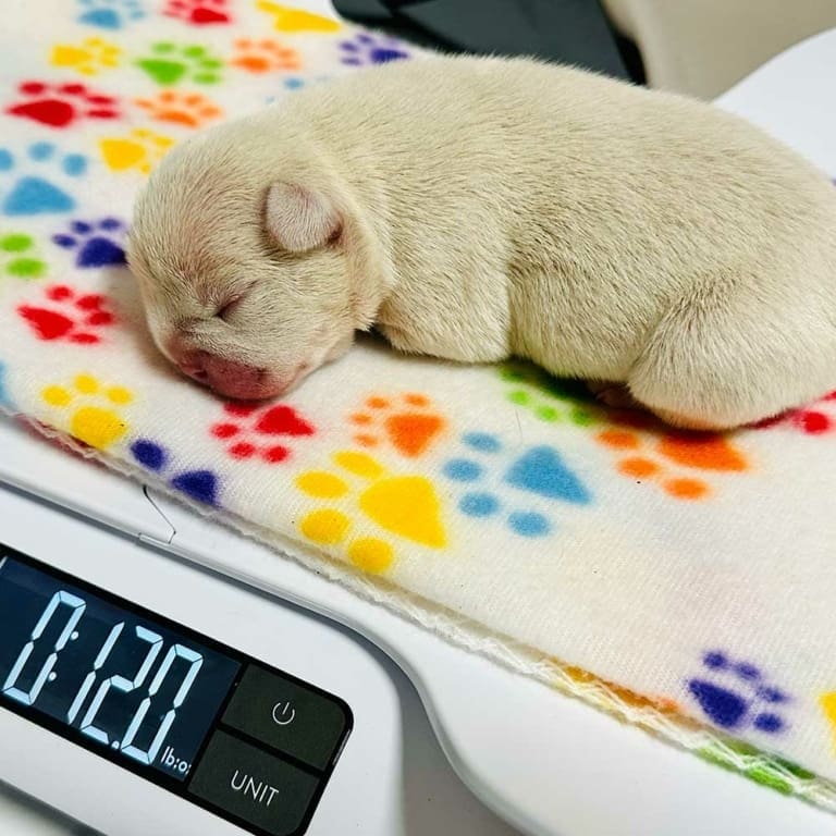 Rare French bulldog colors | Frenchie colors and prices | breeders