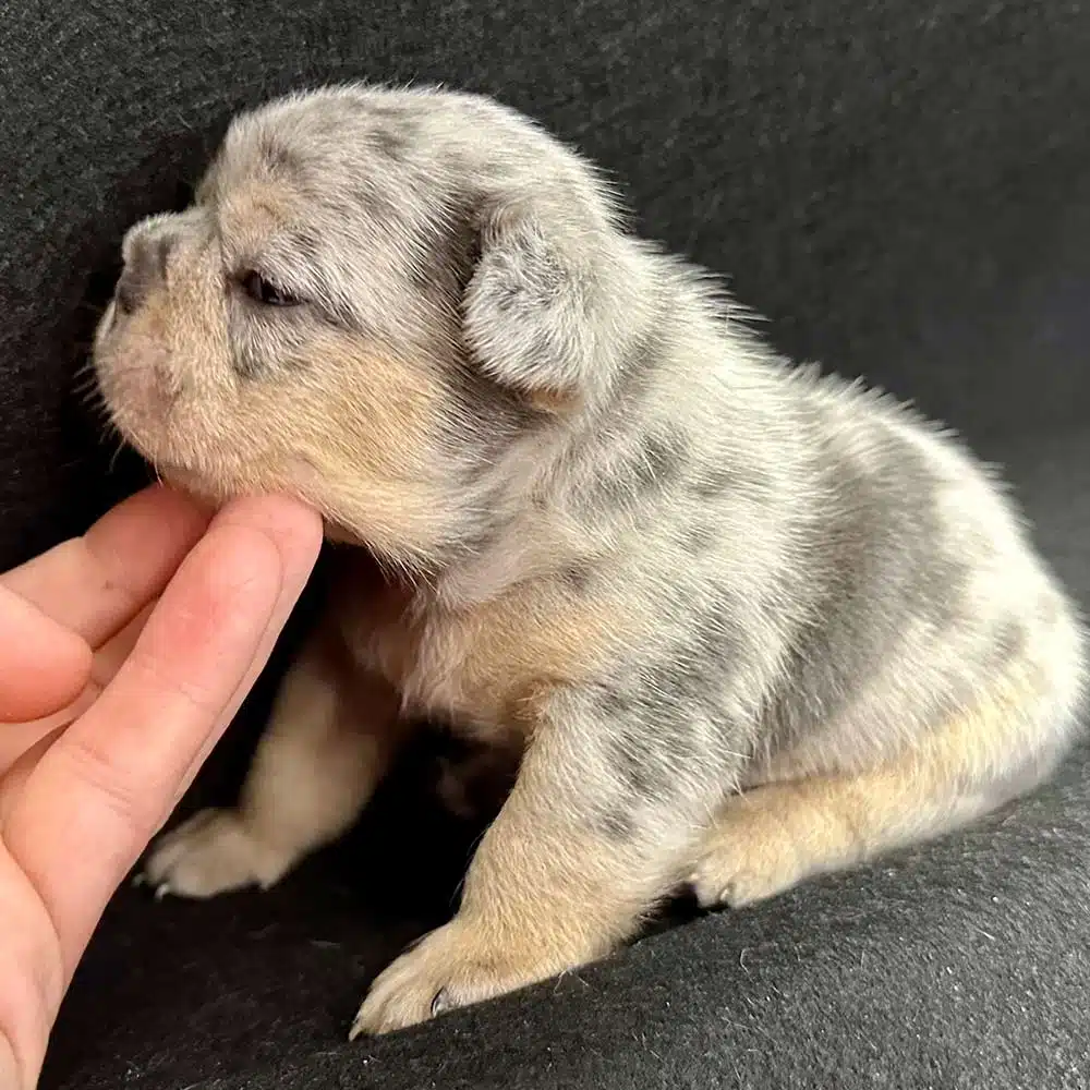 Fluffy French Bulldogs for sale | Fluffy Frenchie puppies near me