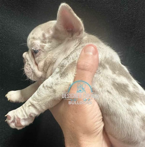 Blue Merle French Bulldog for sale | Blue Merle Frenchie puppies