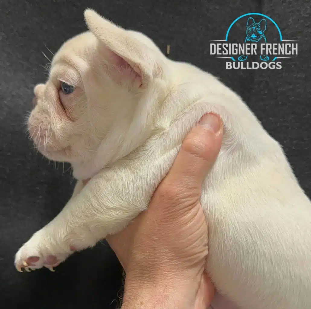 Platinum French bulldog puppoies for sale near me | frenchie sale
