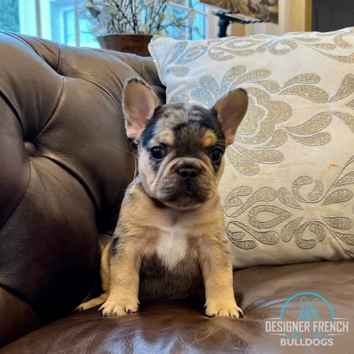 Black and tan Merle French bulldog puppy for sale | merle frenchie