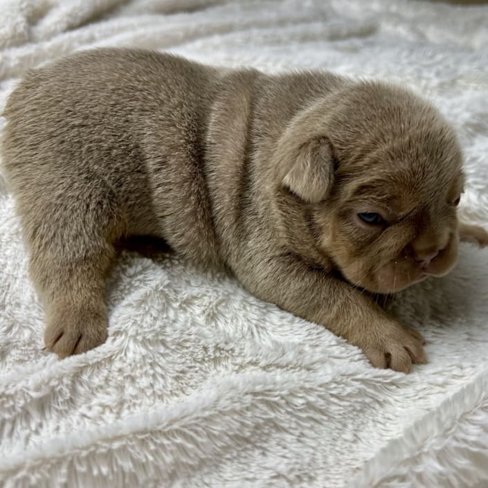 Isabella French Bulldog for sale Isabella Frenchie Puppies near me