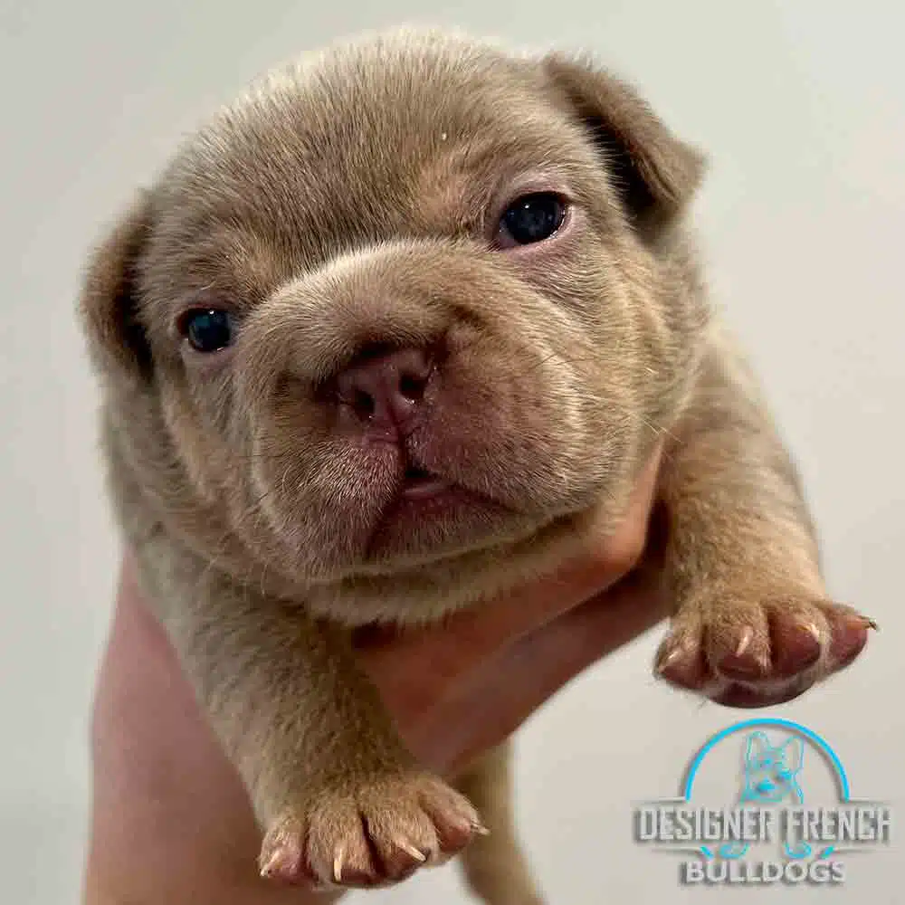 Isabella French Bulldog for sale Isabella Frenchie Puppies near me