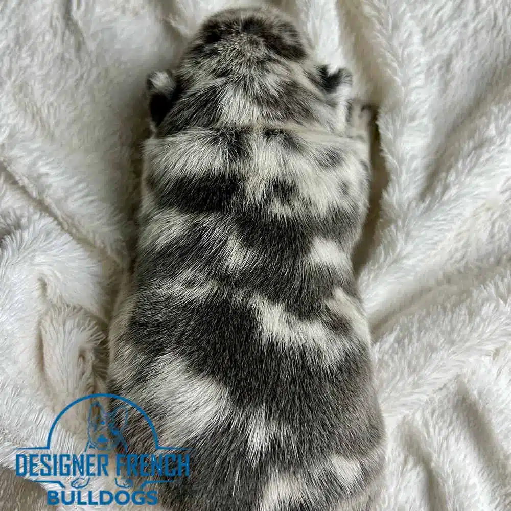 Frenchie Puppies for sale near me | Lilac Merle Frenchies for sale