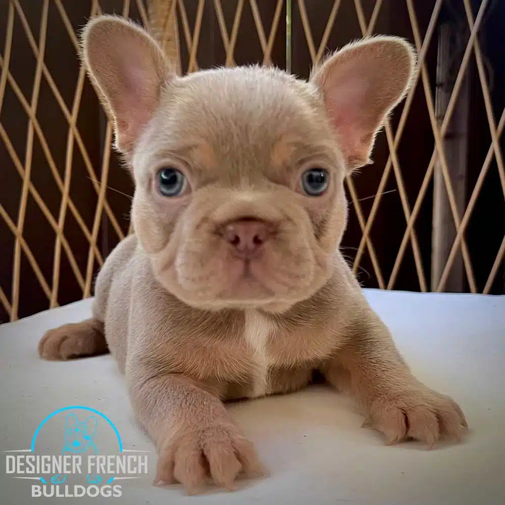 Isabella French Bulldog for sale Isabella Frenchie Puppies near me