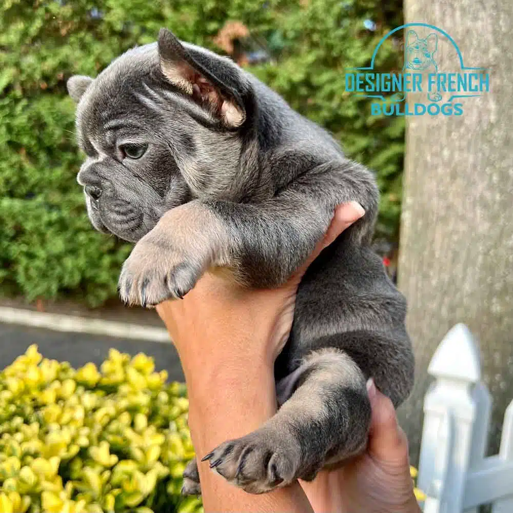 Blue French Bulldog puppies for sale | blue Frenchie puppy for sale
