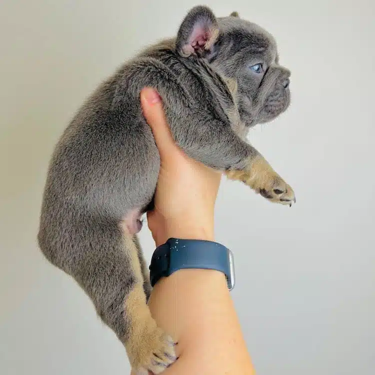 Blue Frenchie for sale | Blue Frenchie puppies for sale near me