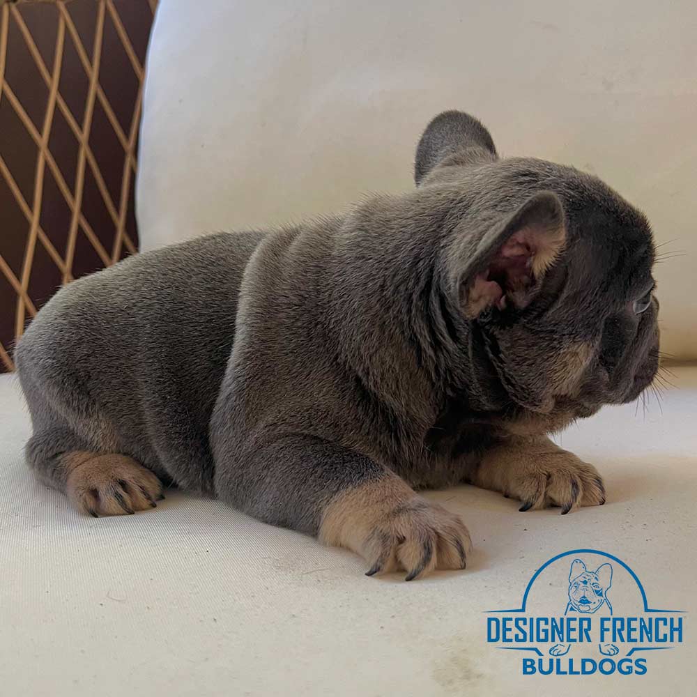 French Bulldog Price | Frenchie Cost | French Bulldog puppy prices