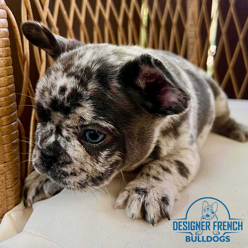 French Bulldog Price | Frenchie Cost | French Bulldog puppy prices