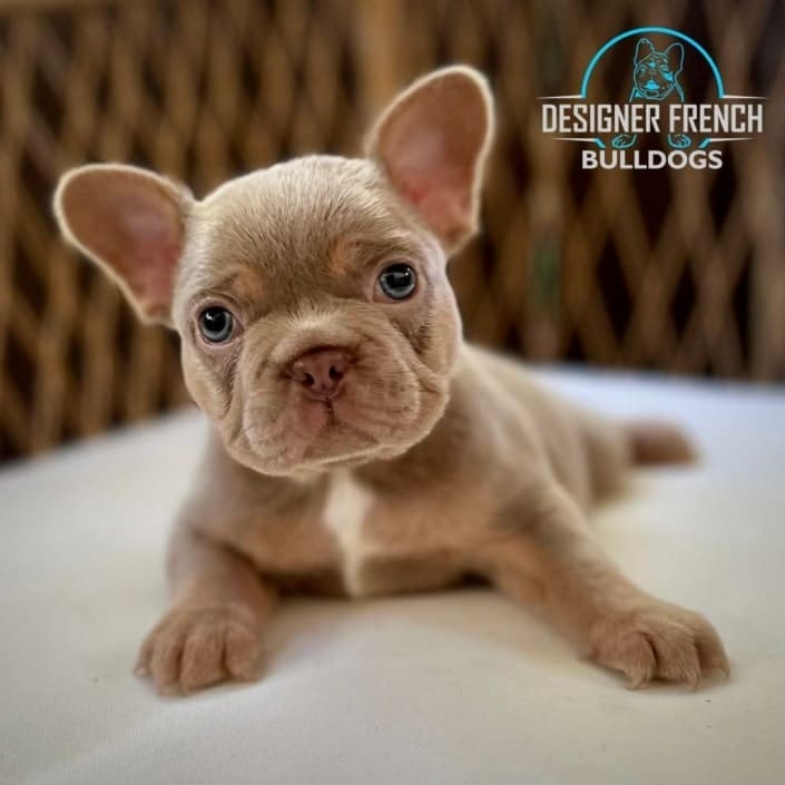 Isabella French Bulldog for sale Isabella Frenchie Puppies near me