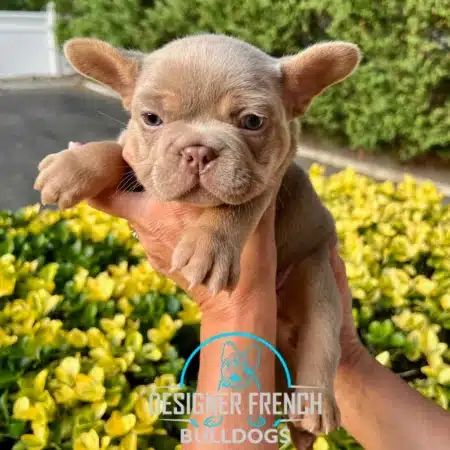 Isabella Merle French Bulldog Puppies| Isabella Merle Frenchie