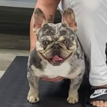 French Bulldogs for sale Lilac Isabella Blue Merle Frenchie for sale