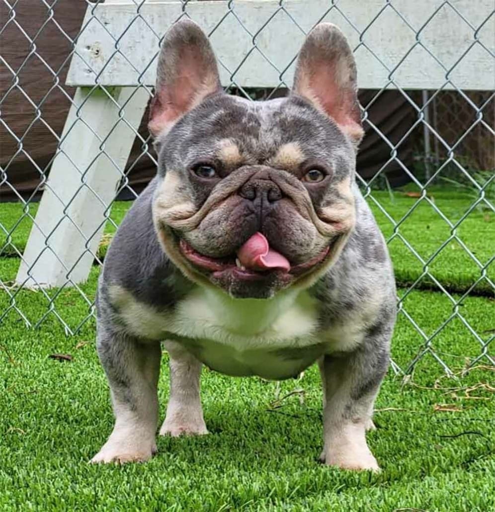 Rojo Merle French Bulldogs for sale | Merle Frenchie Puppies