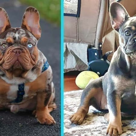Blue and tan Merle Frenchie Puppy Deposit | Merle French bulldog