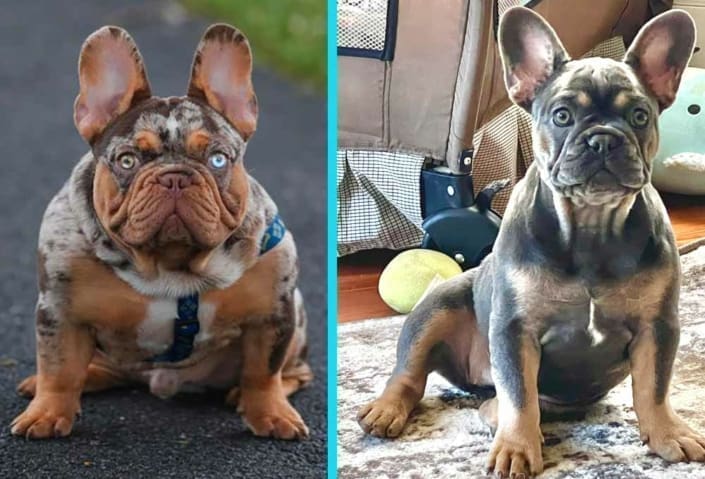 Rojo Merle Tricolor Frenchie Puppy | Rojo and tan French bulldog