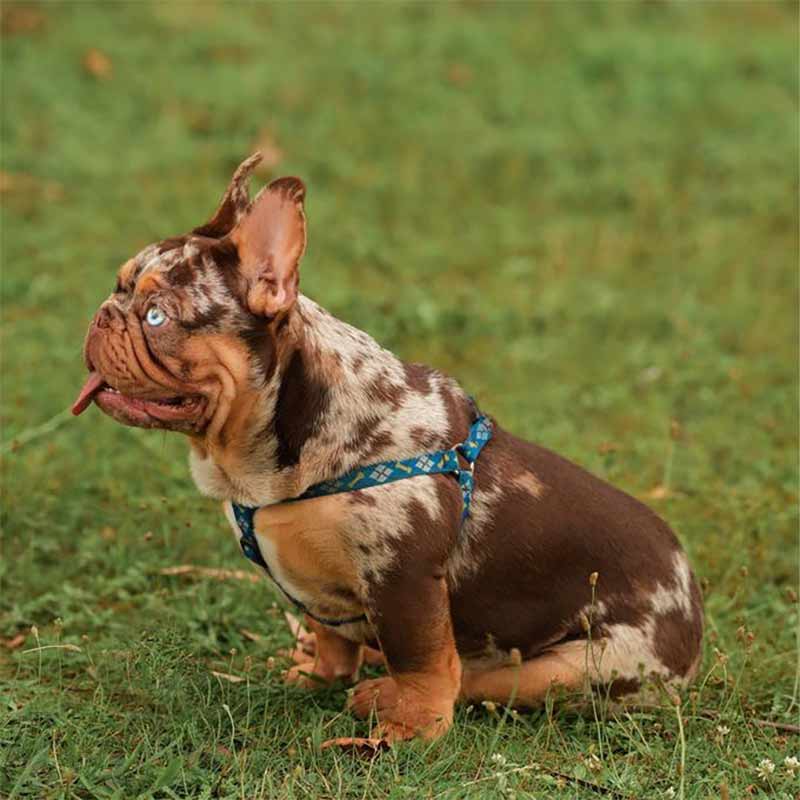 Blue and tan Merle Frenchie Puppy Deposit | Merle French bulldog
