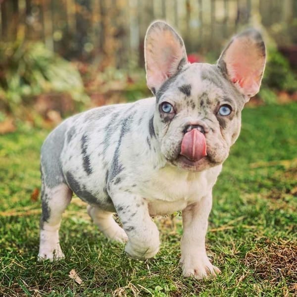 Lilac Merle Frenchies for sale | Lilac French Bulldog Puppies