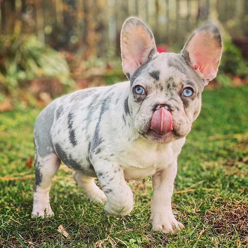 Lilac Merle Frenchies for sale | Lilac French Bulldog Puppies