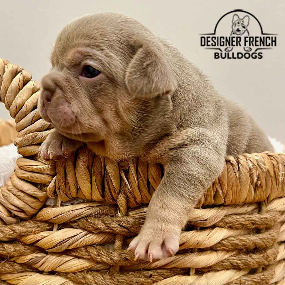 Isabella Frenchie Puppies for sale Isabella French Bulldog puppies