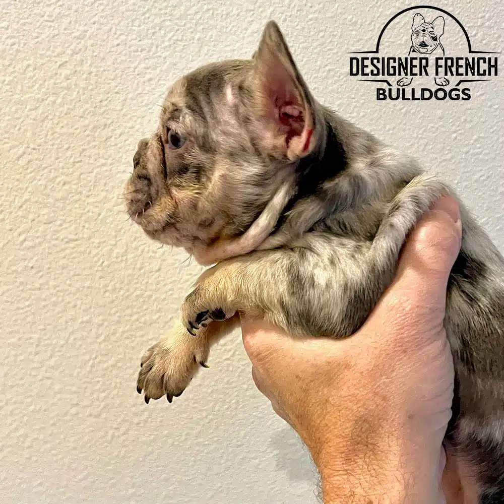 Lilac Merle Frenchie for sale | Lilac Merle French Bulldog puppies