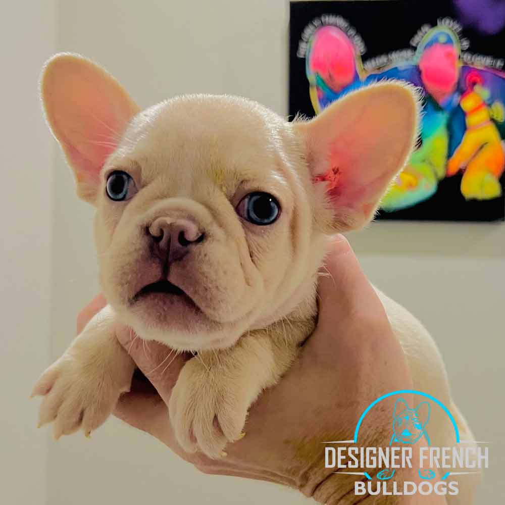 French Bulldog Puppies for sale | Best AKC Frenchie Breeders