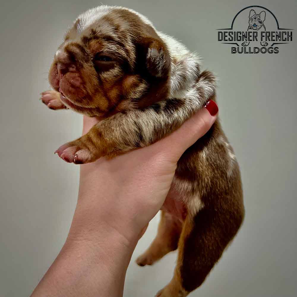 Rojo Merle Tricolor Frenchie Puppy | Rojo and tan French bulldog
