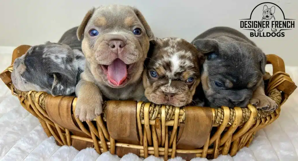 Rojo Merle Tricolor Frenchie Puppy | Rojo and tan French bulldog