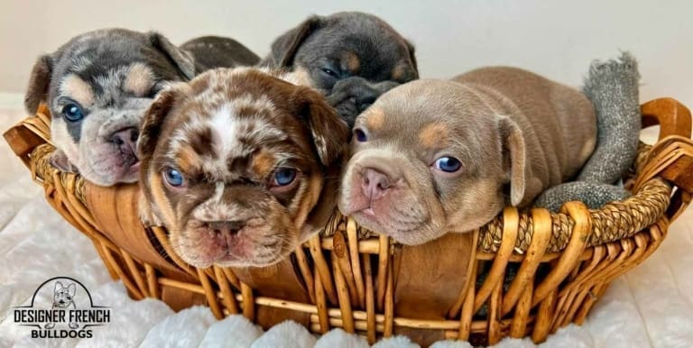 Rojo Merle Tricolor Frenchie Puppy | Rojo and tan French bulldog