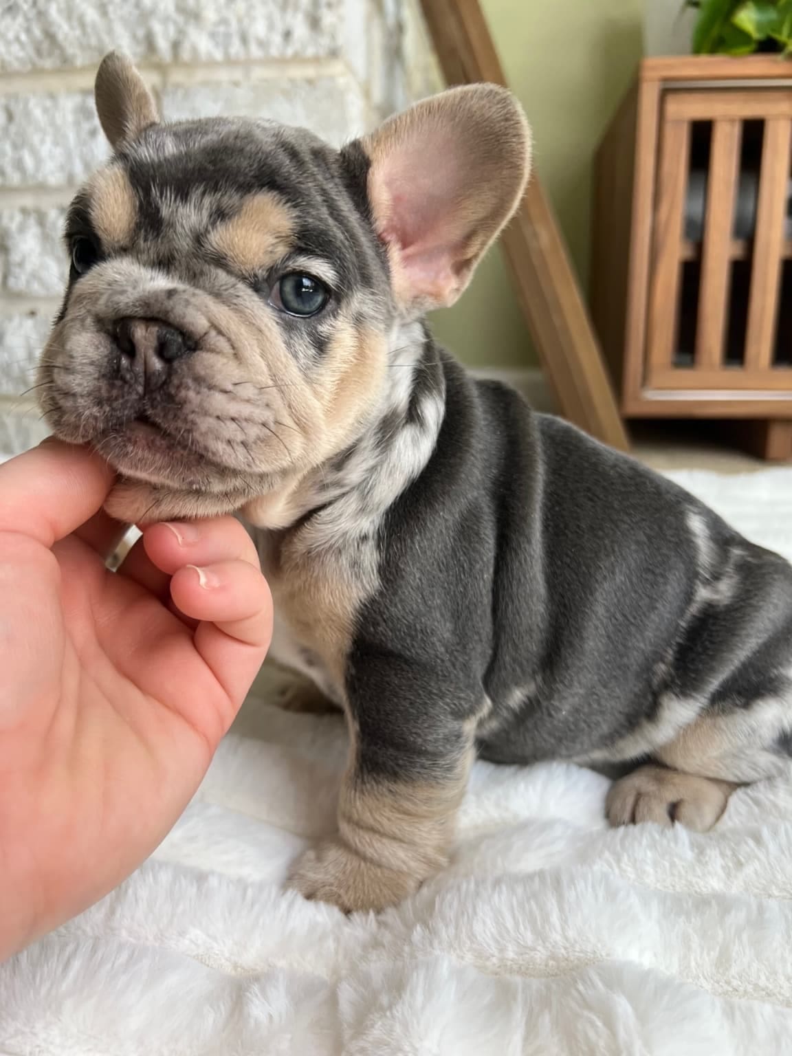 Blue and tan Merle Frenchie Puppy Deposit | Merle French bulldog