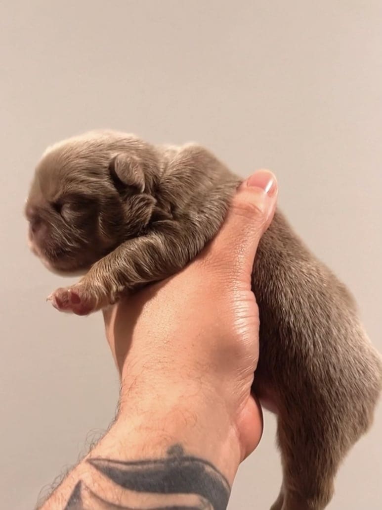 Isabella Fluffy Frenchie Puppy Fluffy Isabella French bulldog puppy