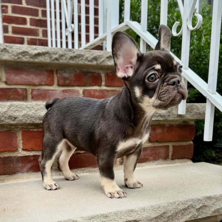 Cocoa Frenchie Puppy | Cocoa and tan French bulldog price