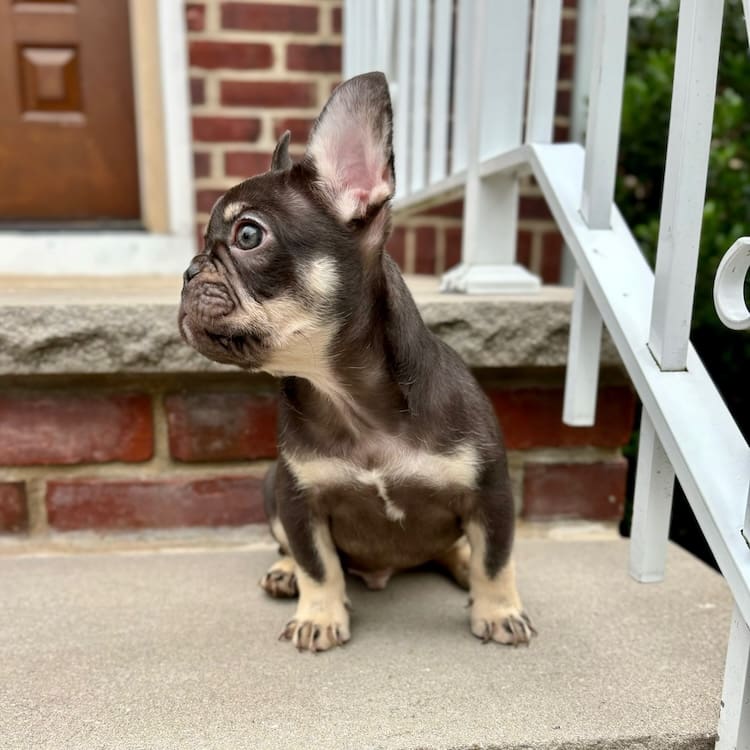 Cocoa Frenchie Puppy | Cocoa and tan French bulldog price