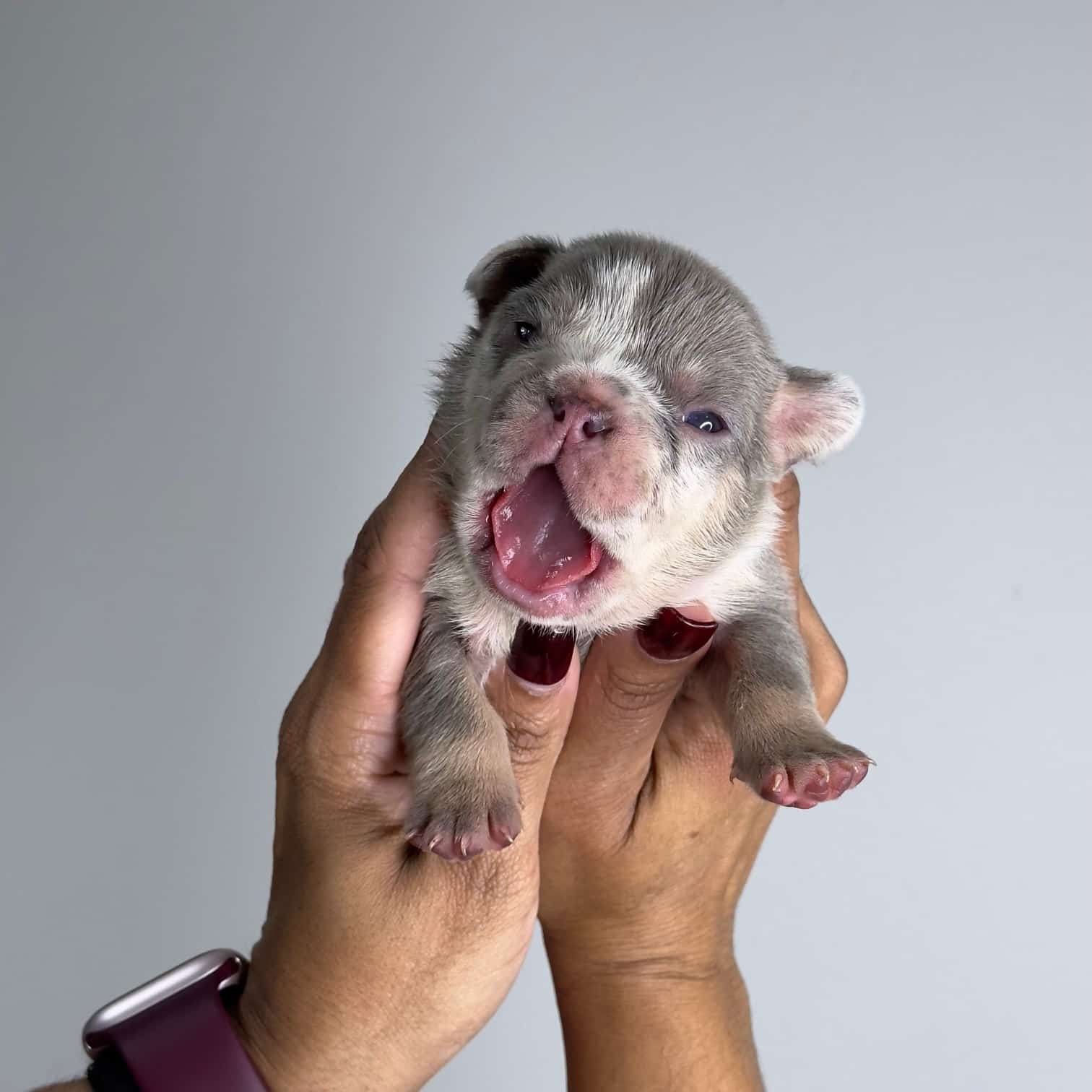 Lilac Merle Frenchie Puppy | Lilac Merle French bulldog price cost