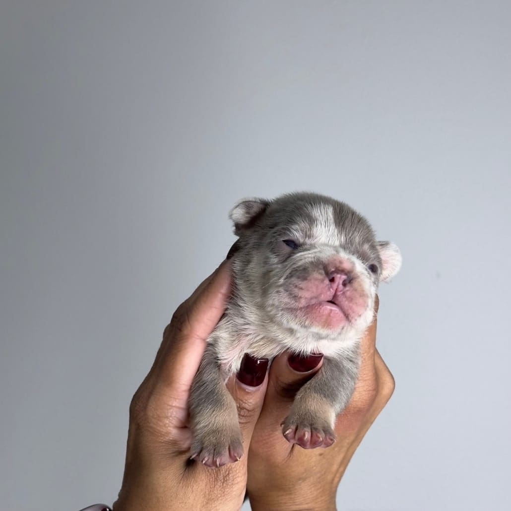 Lilac Merle Frenchie Puppy | Lilac Merle French bulldog price cost