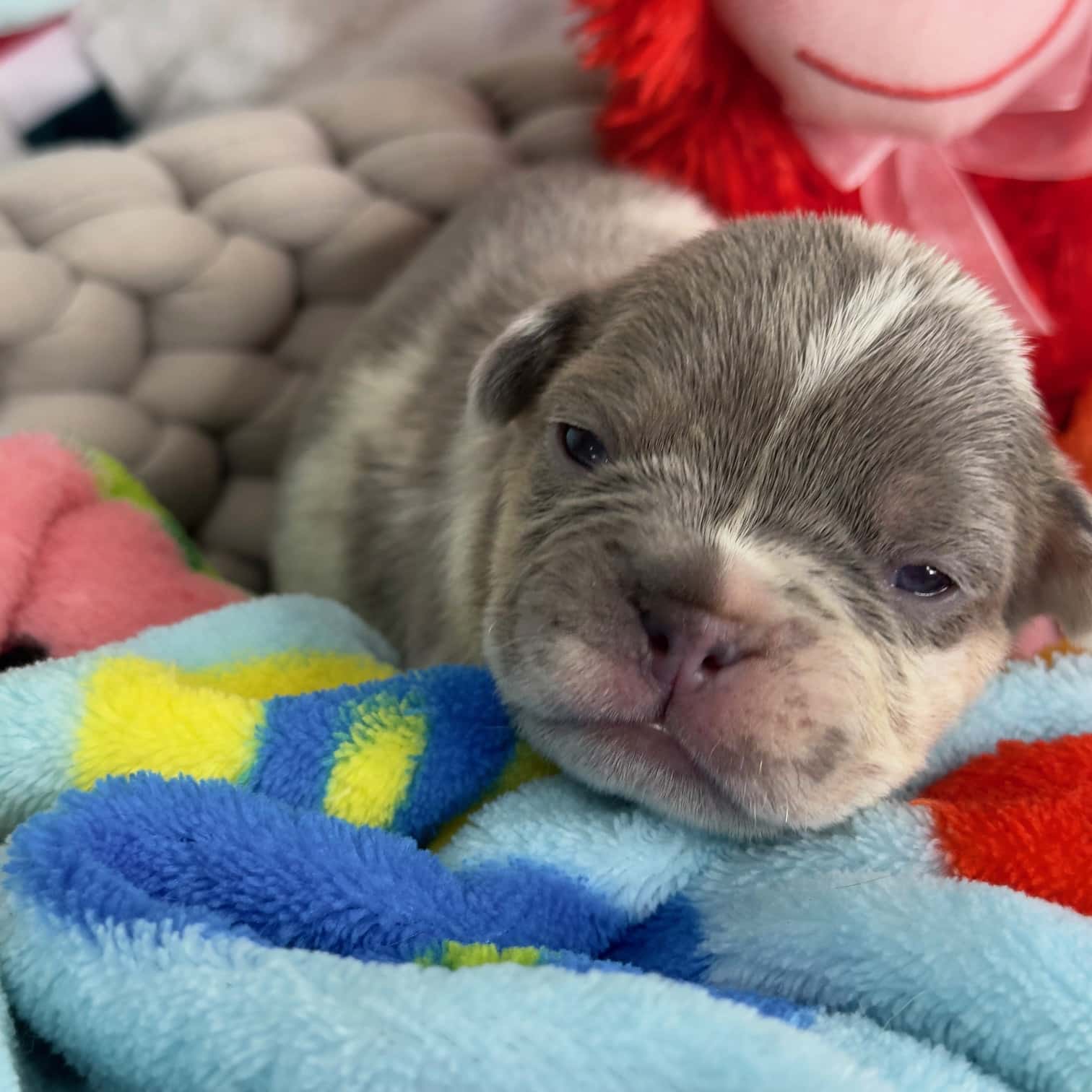 Lilac Merle Frenchie Puppy | Lilac Merle French bulldog price cost