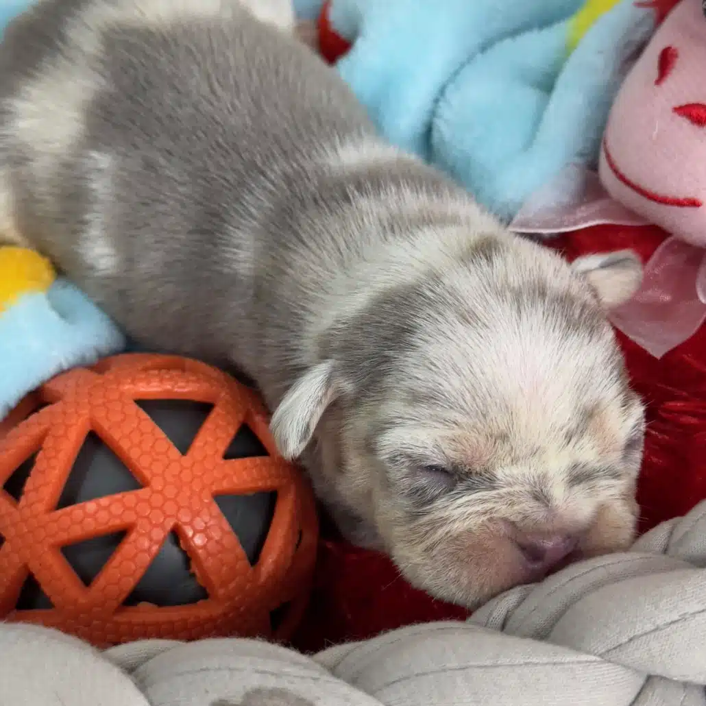 Lilac Merle Frenchie Puppy | Lilac Merle Female French bulldogs