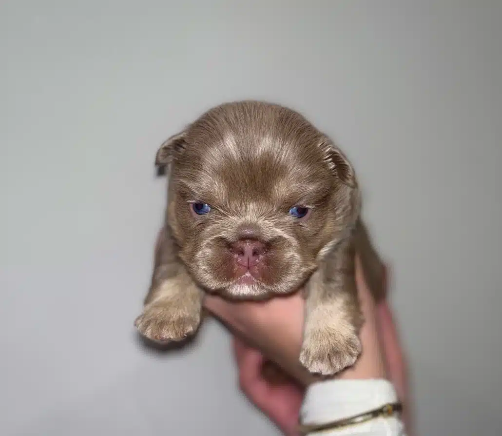 Isabella Fluffy Frenchie Puppy Fluffy Isabella French bulldog puppy