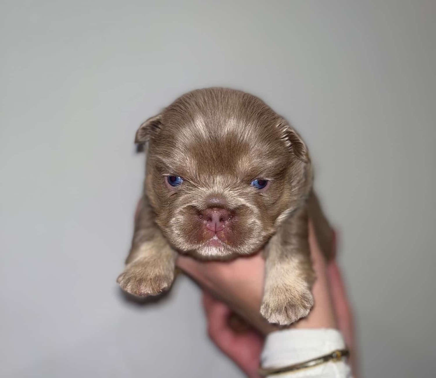 Isabella Fluffy Frenchie Puppy Fluffy Isabella French bulldog puppy