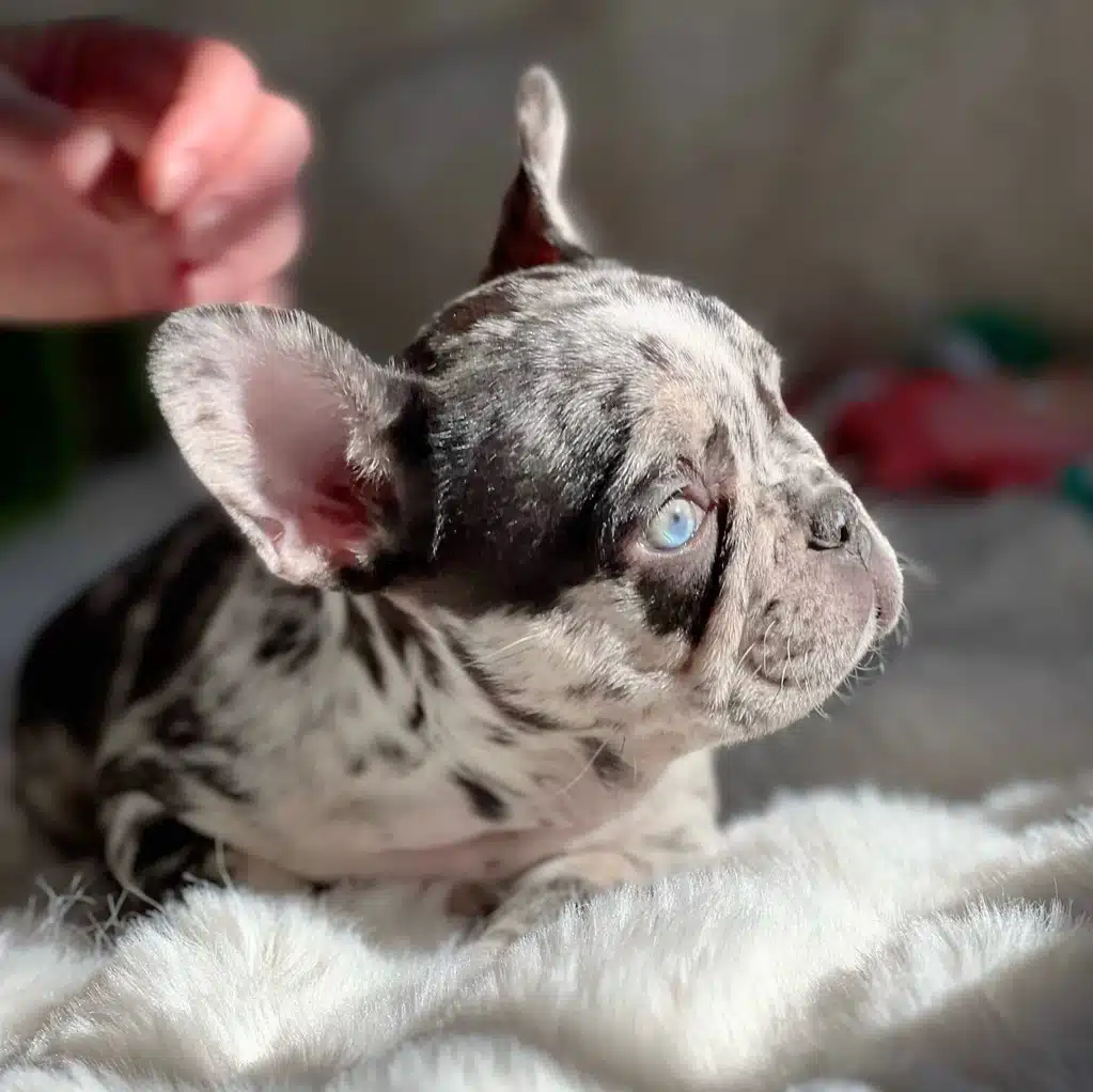 Cocoa Merle Frenchie Puppy | Cocoa Merle French bulldog price