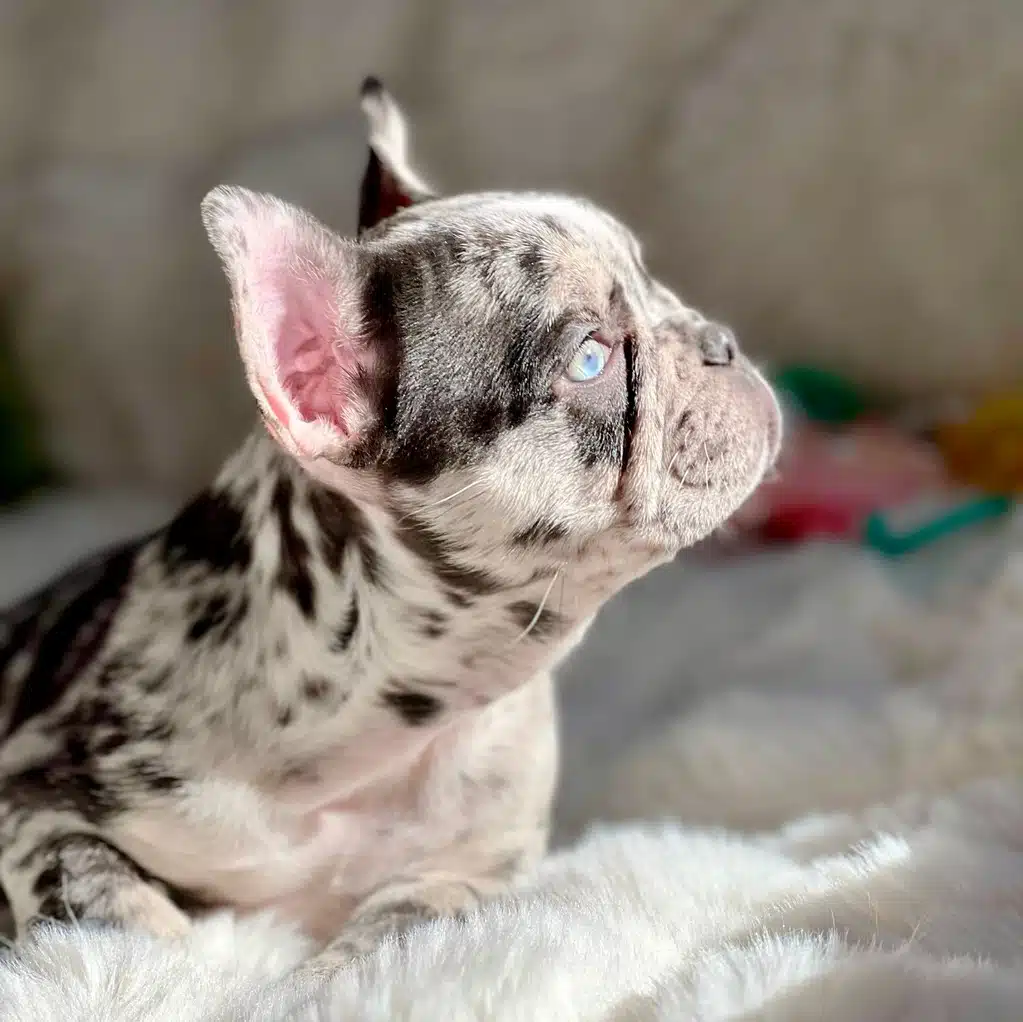 Cocoa Merle Frenchie Puppy | Cocoa Merle French bulldog price