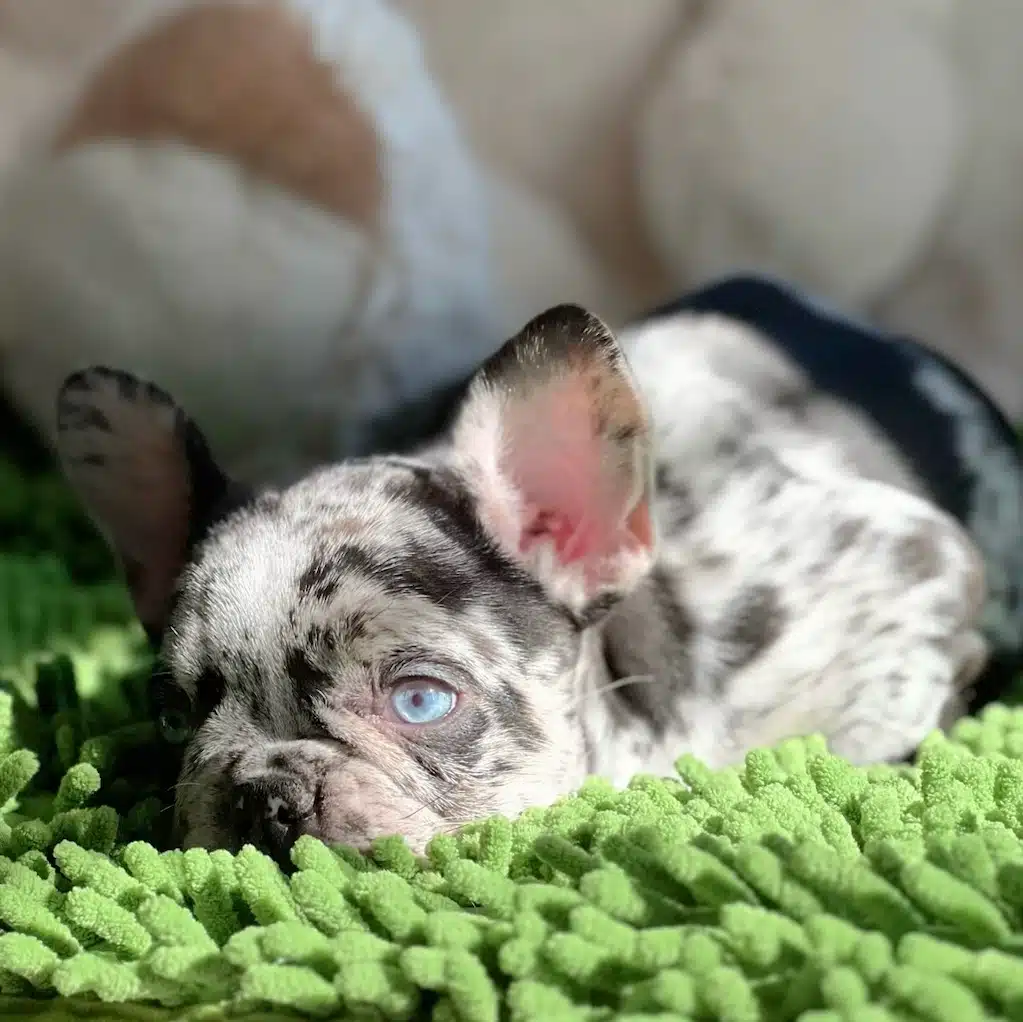 Cocoa Merle Frenchie Puppy | Cocoa Merle French bulldog price