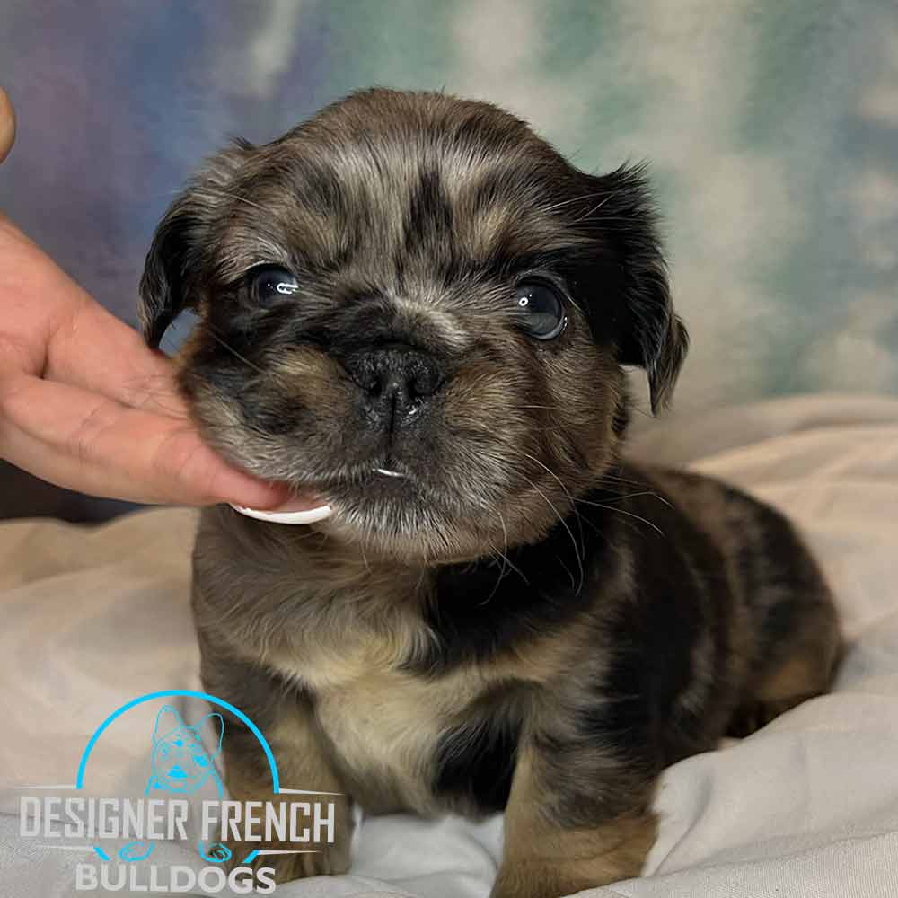Black and Tan Merle Fluffy Frenchie Puppy | Fluffy French bulldogs