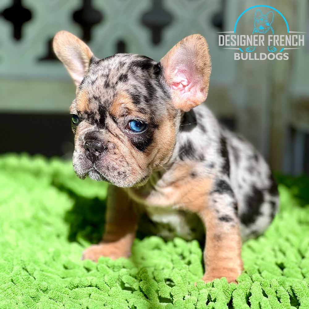 Black and tan Merle Frenchie Puppy Deposit | Merle French bulldog