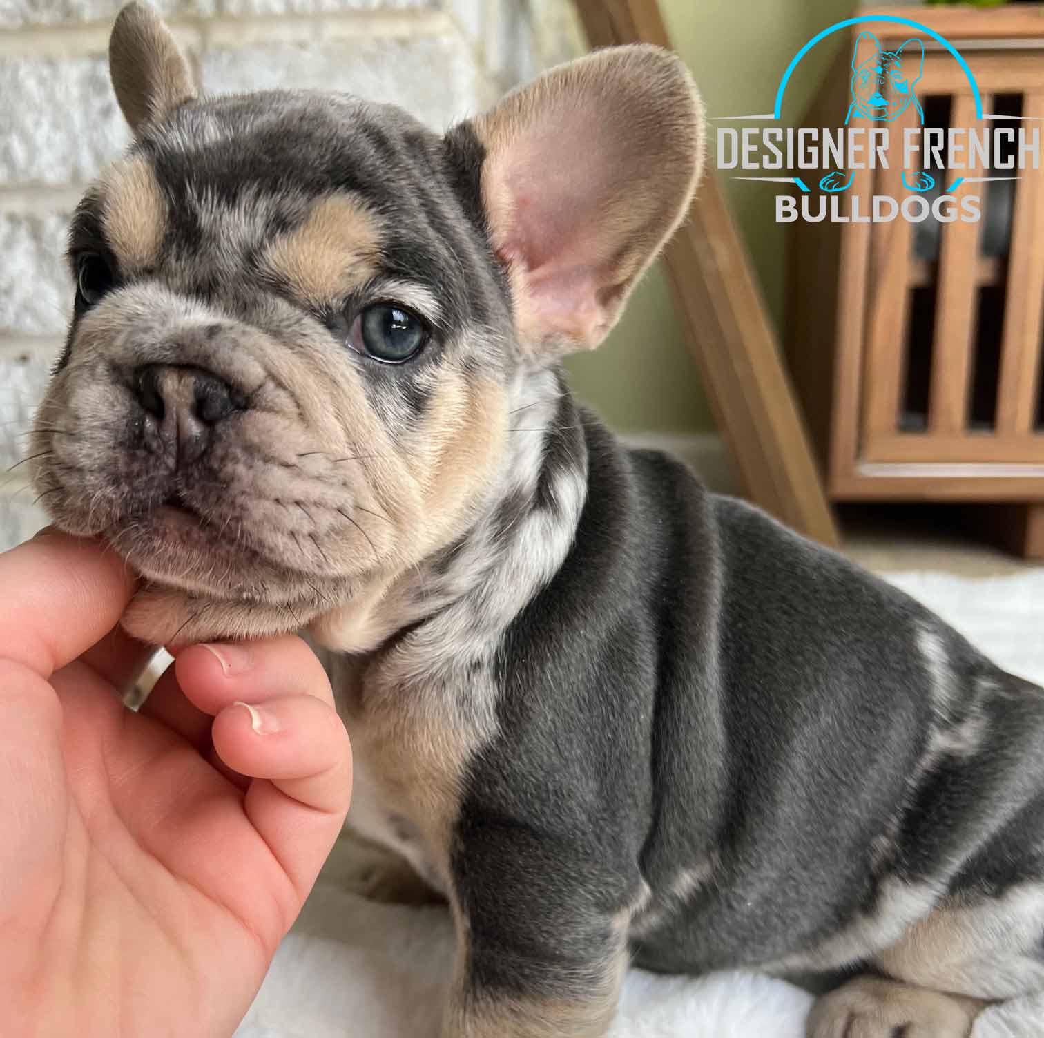 Merle Frenchy puppy | Merle Frenchie puppies for sale