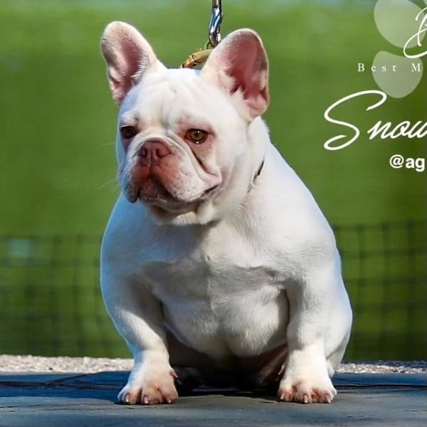 Isabella Fluffy Frenchie Puppy Fluffy Isabella French bulldog puppy