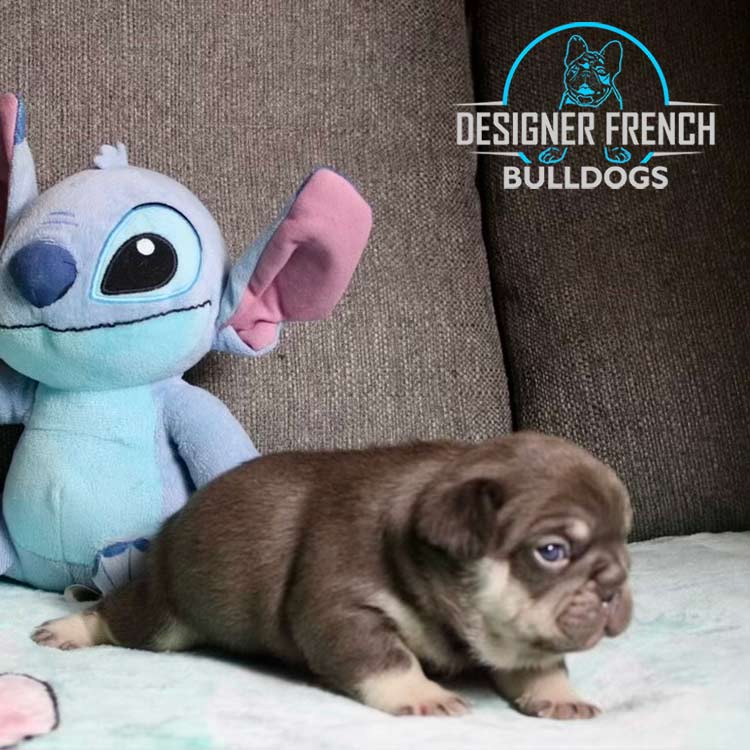Cocoa Frenchie Puppy | Cocoa and tan French bulldog price