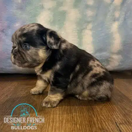 Black and Tan Merle Fluffy Frenchie Puppy | Fluffy French bulldogs