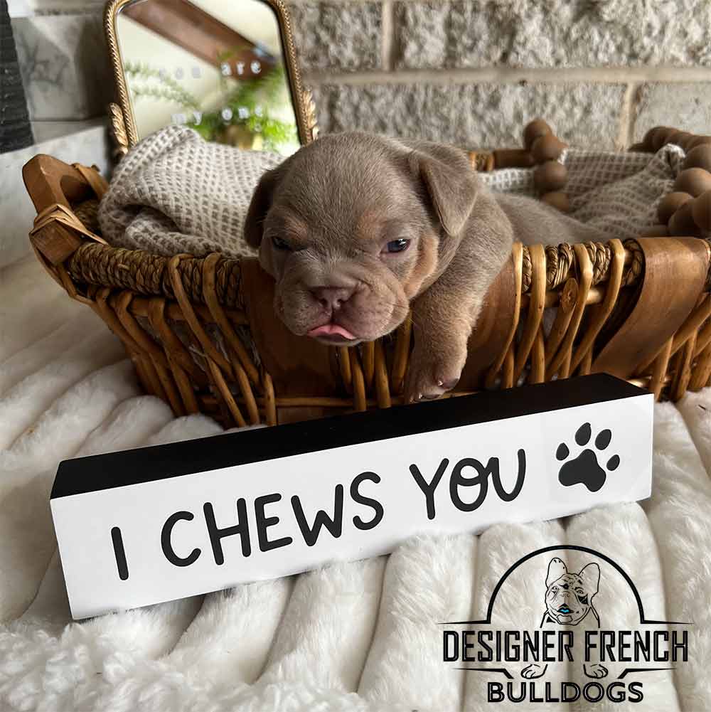 Isabella Frenchie Puppy Deposit Reservation for French Bulldog